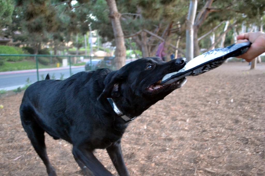 Pet Supplies : Pet Toys : Nipper & Chipper X-Trm Dog Tough Training Tug ...