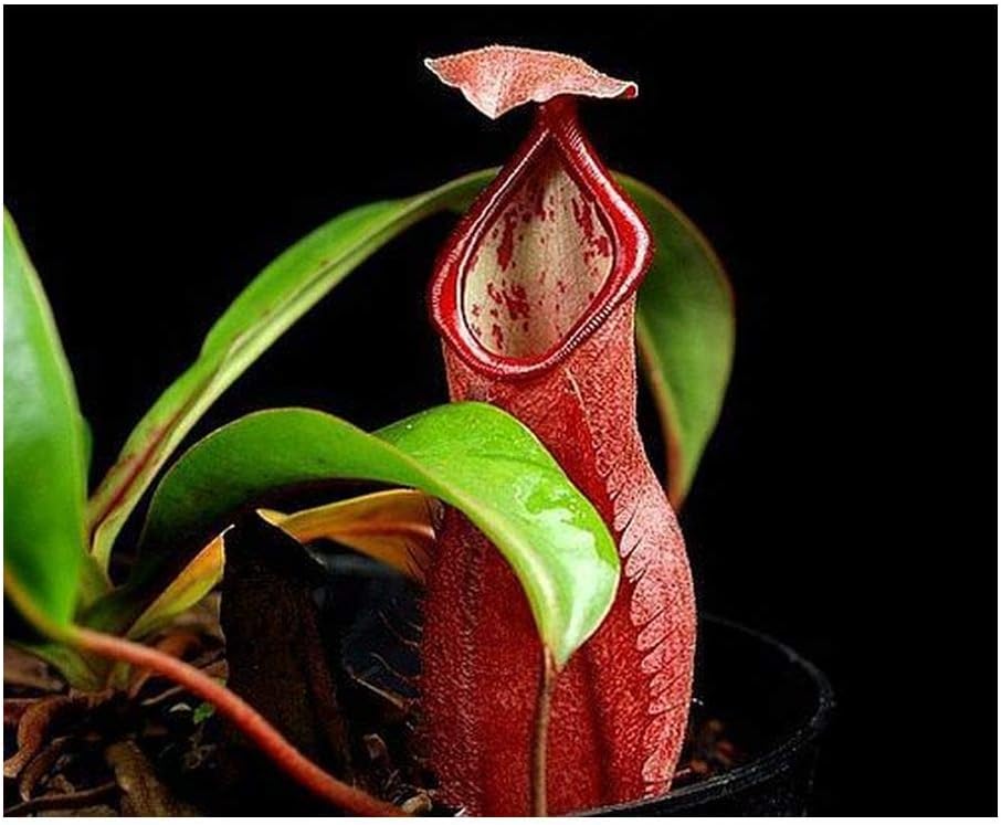 Nepenthes albomarginata - Plantas jarro, Planta de Copa de Mono - 10 ...