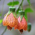 Amazon.com : 2 Abutilon Plants Live for Planting 4 to 7 Inch Height ...