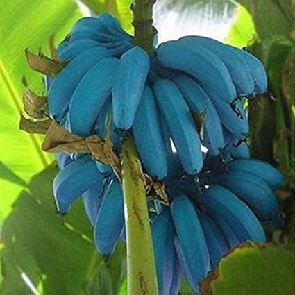 SMR TRADERS 200pcs Blue Banana Tree Seeds Delicious Rare Fruit musa ...