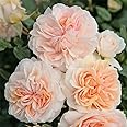 Amazon.com : Heirloom Roses Floribunda Rose Bush - Veranda® Cream Live ...