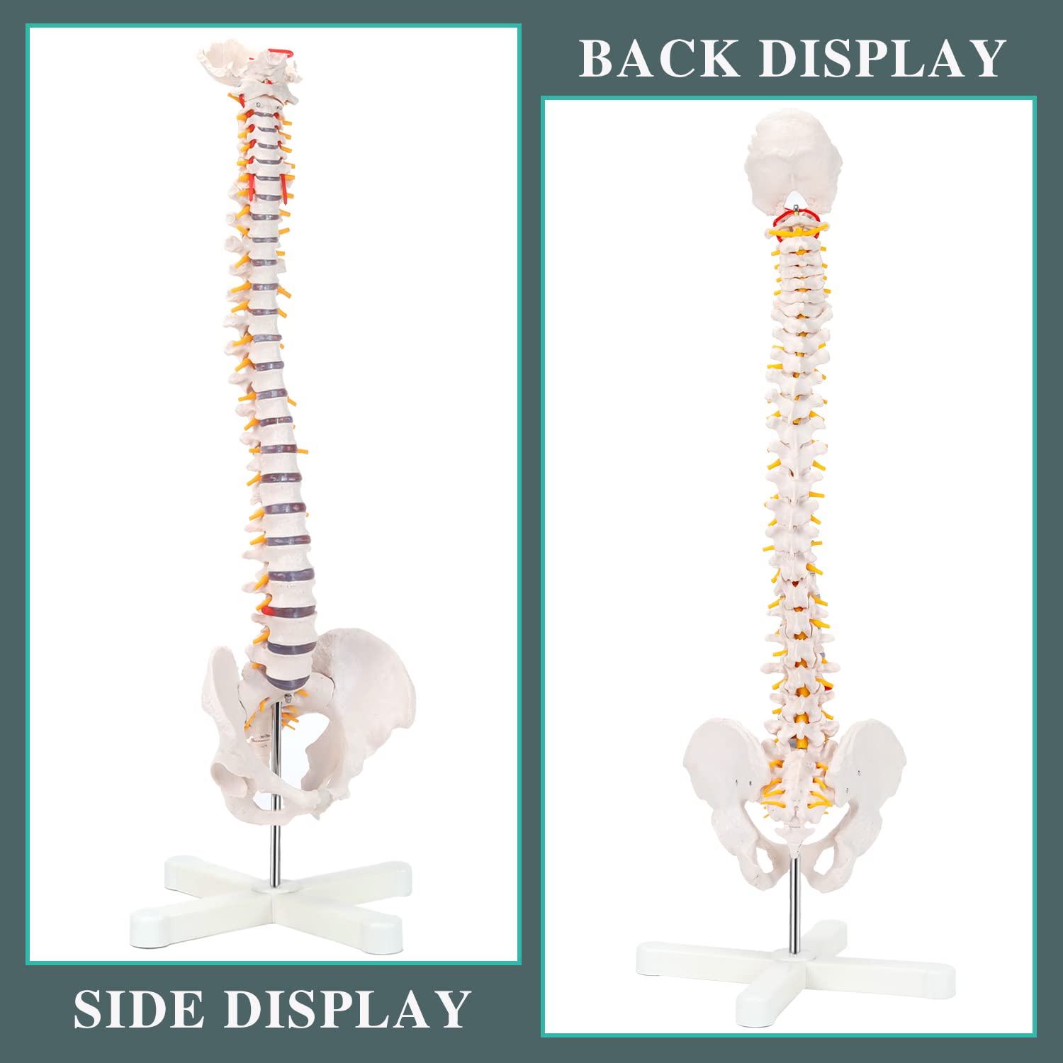 Mua RONTEN Spine Model, 31" Life Size Spinal Cord Model with Vertebrae ...