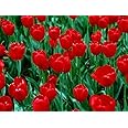 Amazon.com : Tulip Bulb 20 Pack, RED Impression, Pure Bright RED ...