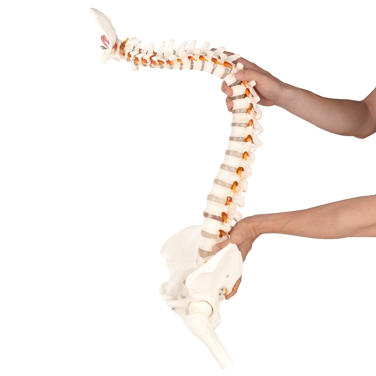 Buy Ultrassist Life Size Human Spine Model, Bendable Spinal Cord with ...