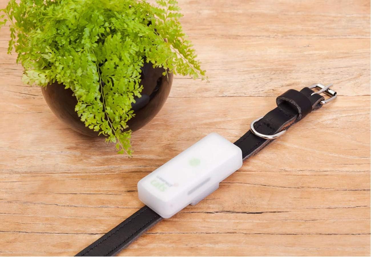Weenect Dogs 2 – The world’s smallest GPS tracker for dogs – BigaMart