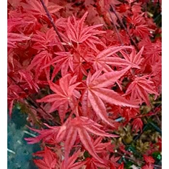 Amazon.com : Hogyoku Japanese Maple One of The Best Maples For Fall ...