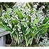 Amazon.com : (PLALV)~3~"LILY-of-the-VALLEY" Pips!!!!~~~~~~~Fragrant ...