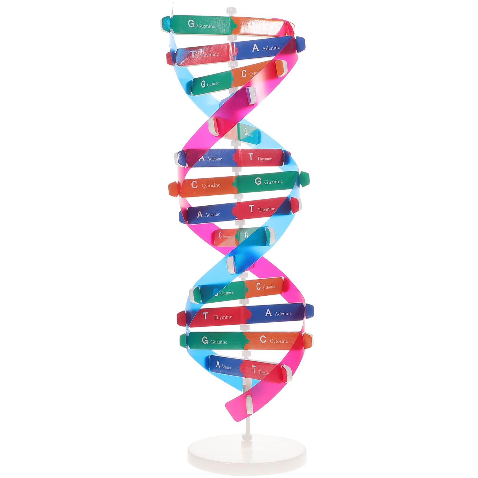 NUOBESTY Double Helix DNA Model Kit DNA Structure Models Human Genes ...