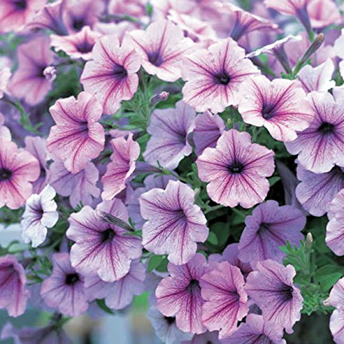 Park Seed Opera Supreme Lilac ice Petunia Seeds, Pack of 10 Seeds in ...