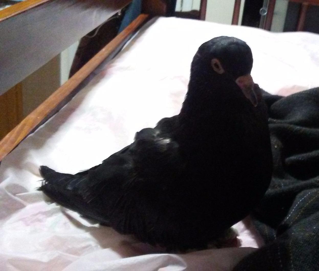 $3/mo - Finance Pigeon Tabs | Buy Now, Pay Later