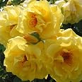 Amazon.com : Heirloom Roses Rose Plant - Golden Gate™ Yellow Rose Bush ...
