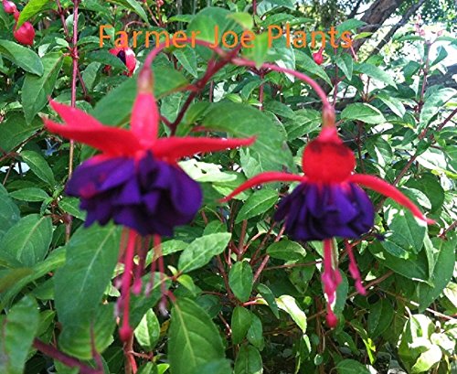 Tips For Growing Fuchsia Plants