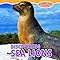 Discovering Sea Lions (Along the Shore): Metz, Lorijo: 9781448849925 ...