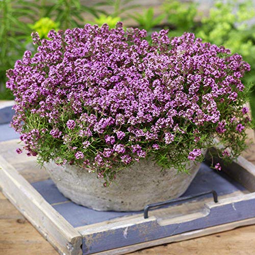 Outsidepride Perennial Thymus Serpyllum Magic Carpet Dwarf Creeping ...