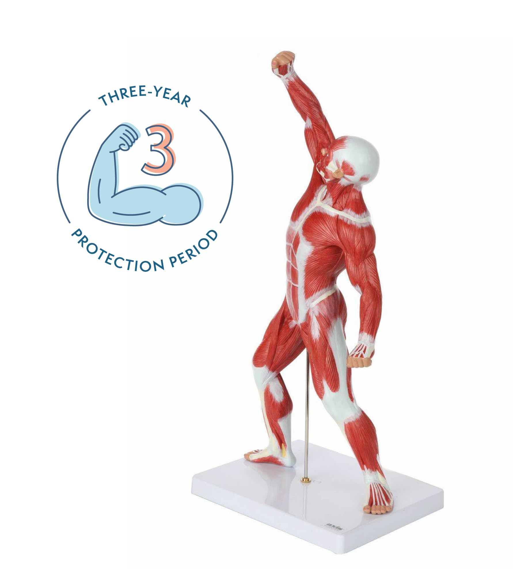 Axis Scientific 20” Mini Muscular System Model, Human Muscular Anatomy ...
