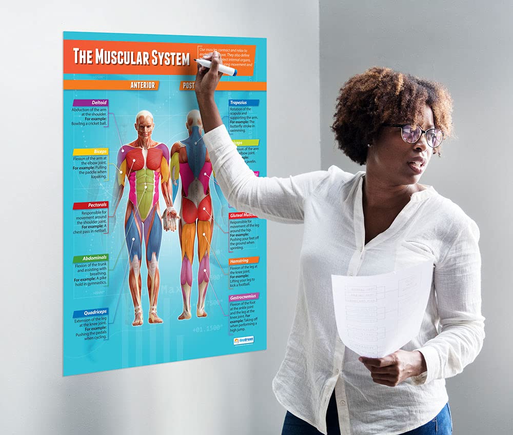 Mua The Muscular System PE Classroom Poster - EXTRA LARGE 33” x 23.5 ...