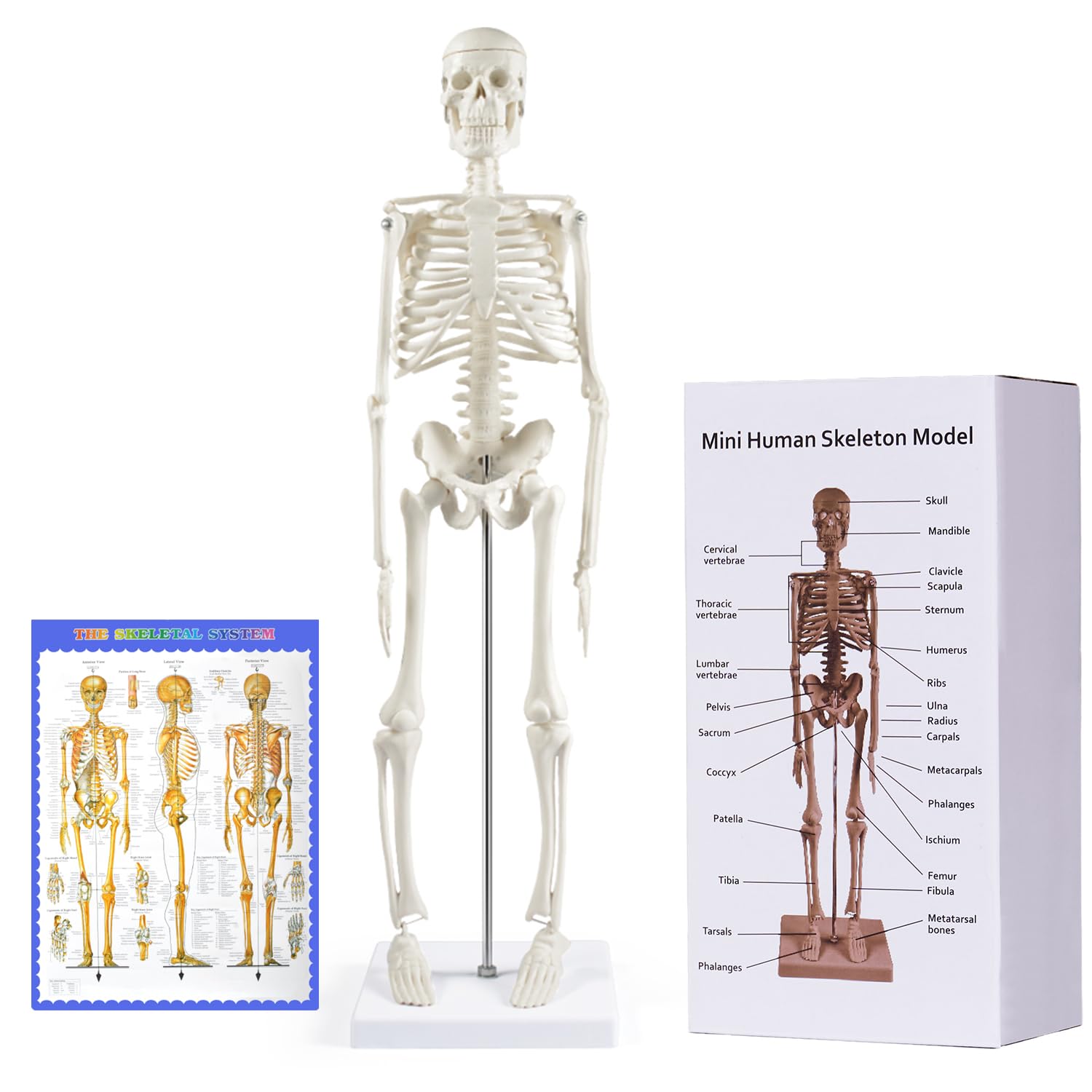 breesky Human Skeleton Model for Anatomy: 17” Human Skeleton Model with ...