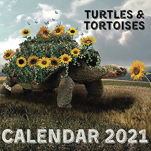 Turtles & Tortoises Calendar 2021: November 2020 - December 2021 Square ...