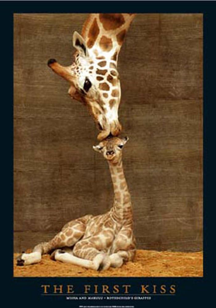 Giraffes - First Kiss - Natur Poster Foto Giraffen - Grösse 61x91,5 cm ...