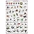 Amazon.com: Laminated Arachnida Spiders Educational Science Chart ...