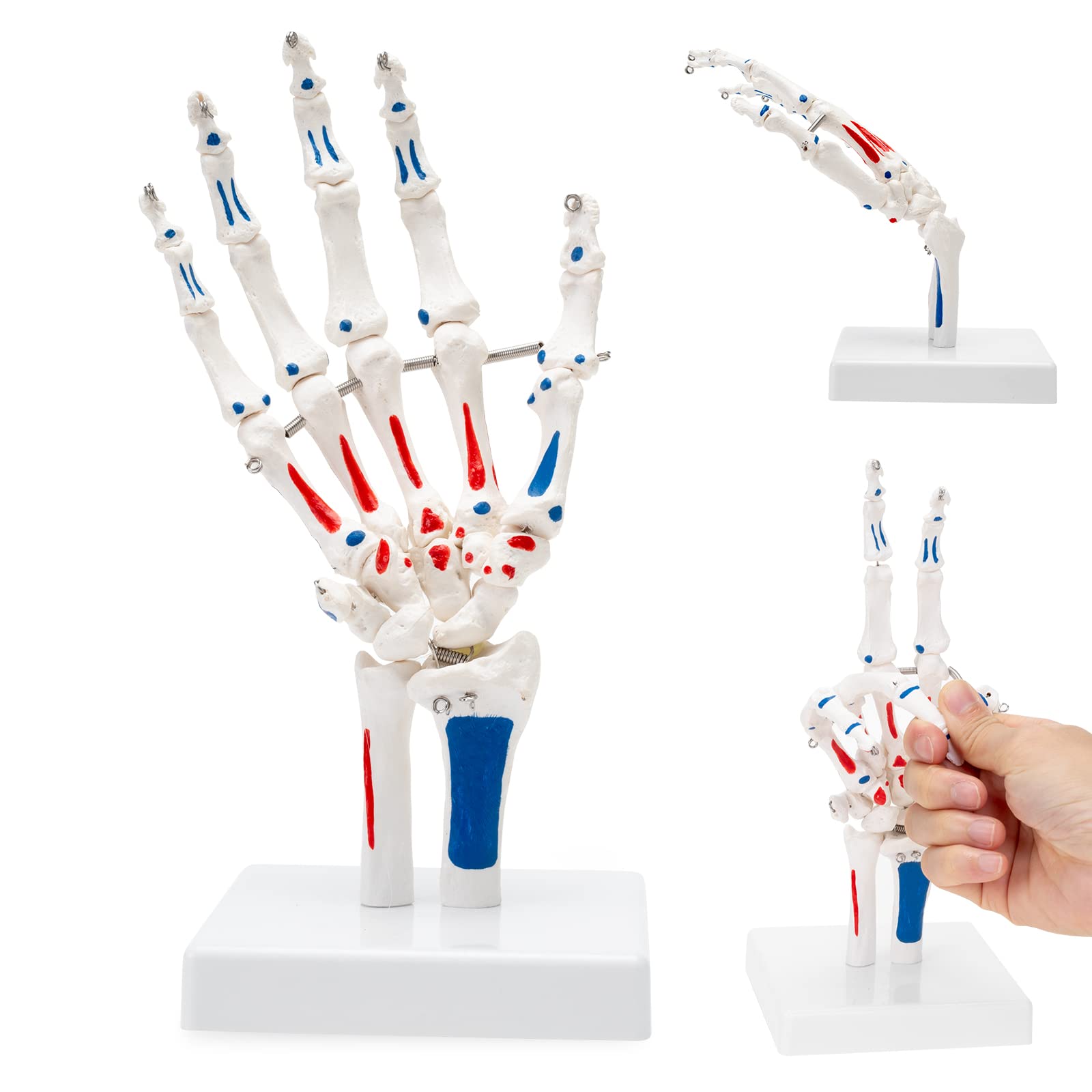Mua SKUMOD Hand Joint Model, Anatomical Model of The Human Hand ...