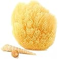 Amazon.com: Natural Grass Sea Sponge - 6-7 Inch : Beauty & Personal Care