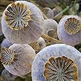 Amazon.com : Poppies Exotic Strains of Poppy Seeds The Giant (500 Seeds ...