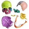 New Anatomy Skull Model 15 Parts Human Anatomy Exploded Skull ...