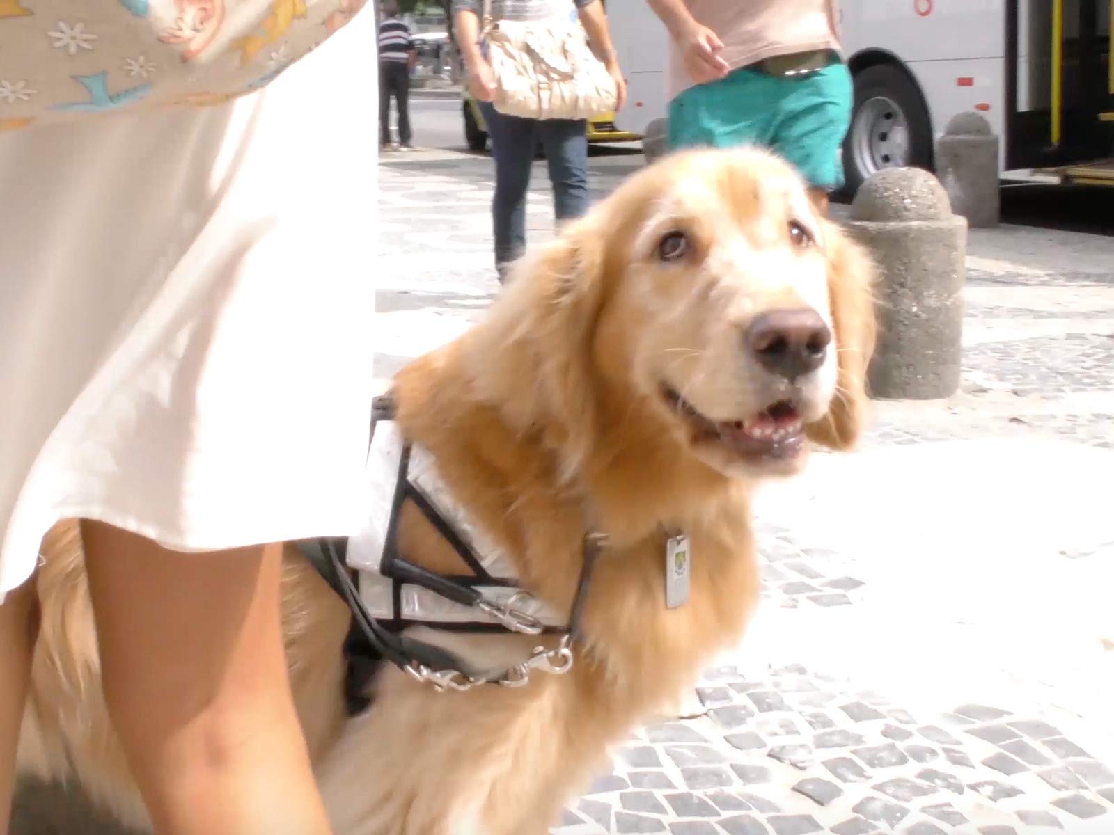 Watch Pet Channel | Prime Video