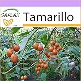Tamarillo - How to grow & care