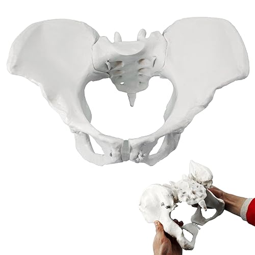 Veipho Pelvis Model, Flexible Anatomy Pelvis with Elastic Rope, Life ...