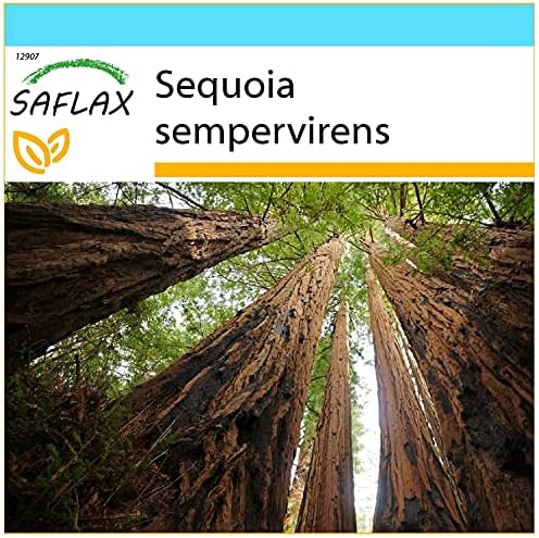 Gift Set - Coastal Redwood - 50 Seeds - Sequoia sempervirens price in ...