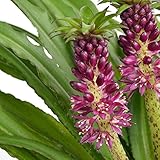 Pineapple Lily - The Green Head