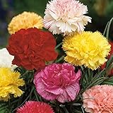 Carnation - How to grow & care
