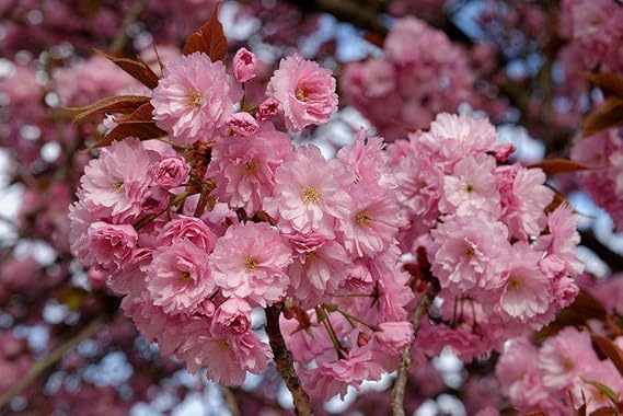 Prunus Kanzan Japanese Flowering Cherry Tree 6-7ft Supplied in a 7.5 ...