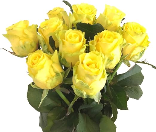 Blumenstrauß 10x echte, gelbe Rosen - langstielig und vasenfertig: Amazon.de: Garten