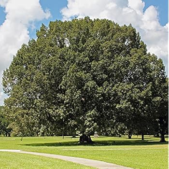 Amazon.com : DUNSTAN CHESTNUT TREE- 3-4 Feet Tall : Garden & Outdoor