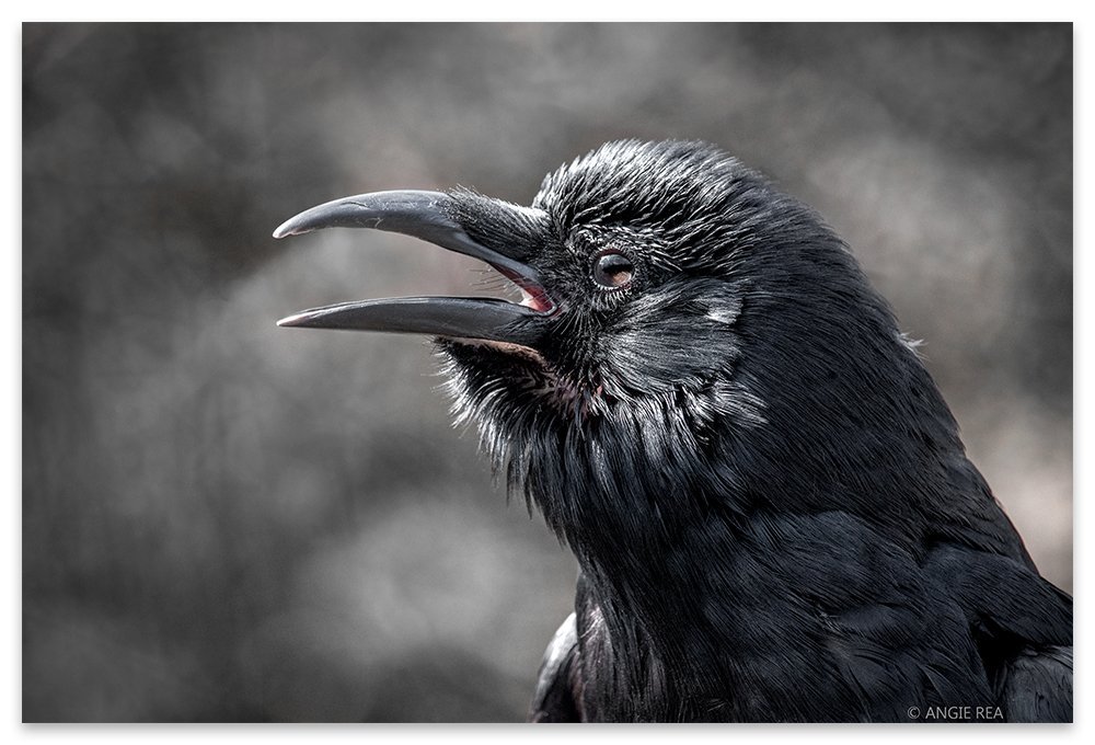 Amazon.com: Crow Fine Art Photography Print, Cawing Crow, Bird Home and ...