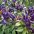 Amazon.com : Purple Prince Hot Pepper Seeds - Very Productive ...