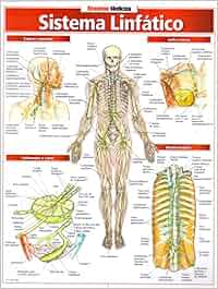 Sistema Linfático: Amazon.es: Vincent Perez: Libros