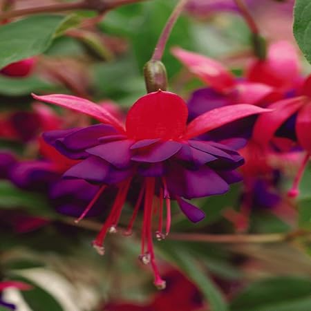 Fuchsia 'Dollar Princess', Hardy Shrub for Containers, Borders or ...