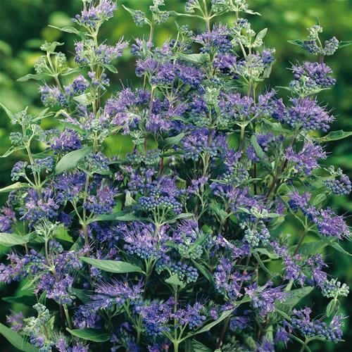 1 X CARYOPTERIS 'HEAVENLY BLUE' BLUEBEARD DECIDUOUS SHRUB HARDY PLANT ...