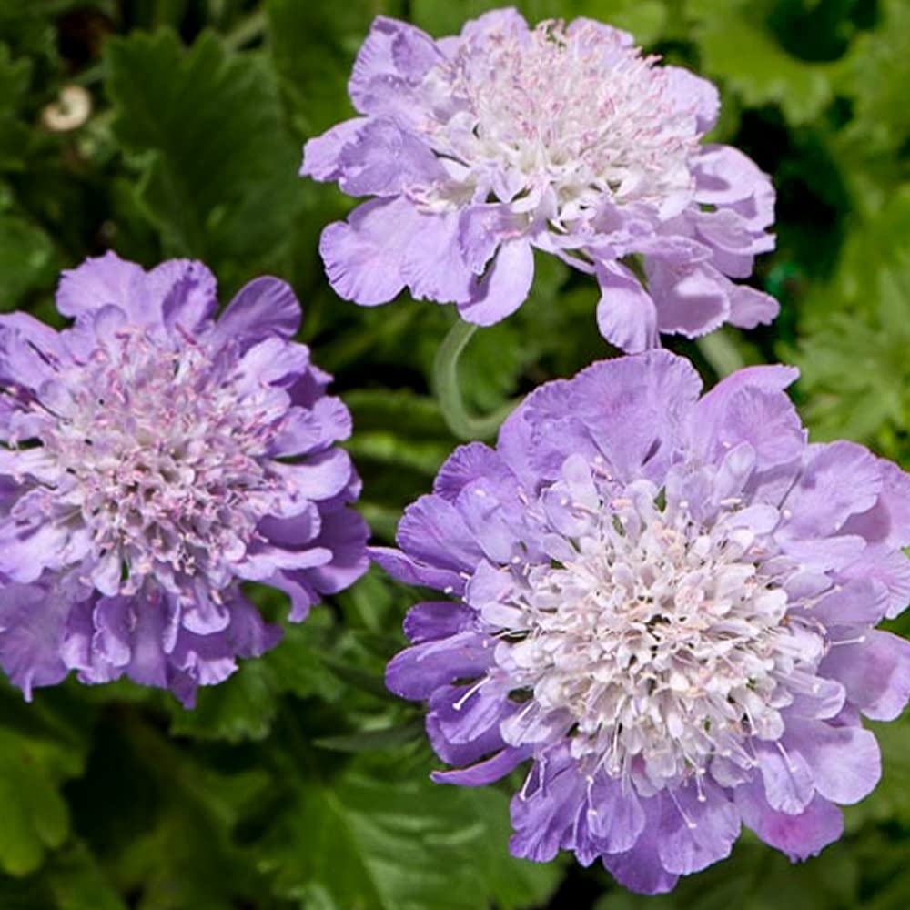 Mua ITANSE Scaviosa Blue 3.5 inches (9 cm) Set of 3 [Seedling Selected by Variety] Place of ...