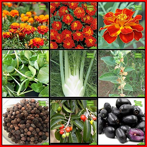 Buy Creative Farmer Season Seeds Combo Flower Seeds & Tree Seeds ...