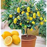 Amazon.com : Dwarf Lemon Bonsai Tree Seeds, 20 Seeds,Grow a Delicious Fruit Bearing Bonsai Tree ...