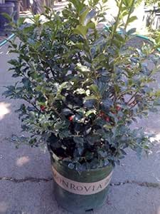 Amazon.com : Berri Magic Kids Holly Two Gallon Plant : Flowering Plants ...