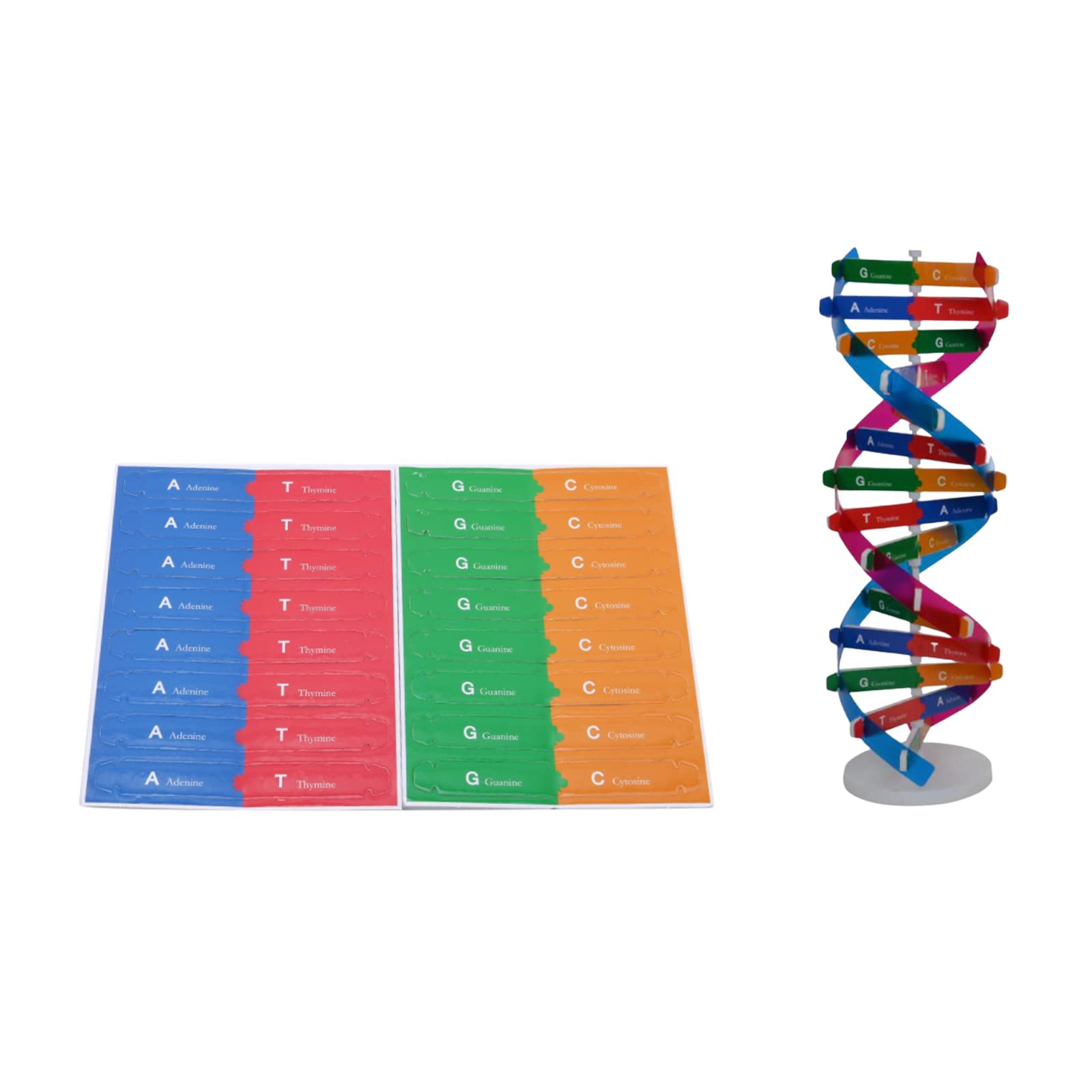 Mua DHinkyoung DNA Model Double Helix Model Component Human Genes DNA ...