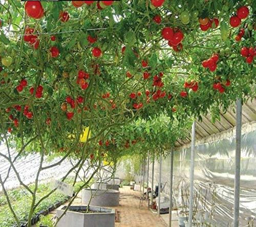 Italian Tree Tomato Seeds, 20pcs Tomato TreeSeeds, Potted Plant, Tree ...