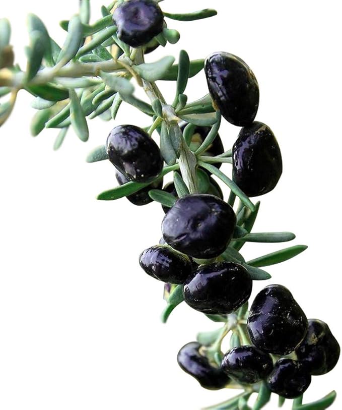 Lycium Barbarum (Lycium ruthenicum) Black Goji Berry Wolfberry Fruit ...