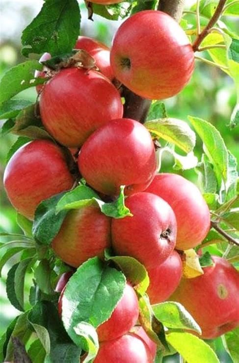 ALBERO DI MELO SIMILE-MALUS DOMESTICA- SUCCOSO 'ANNURCA'- pianta vera ...